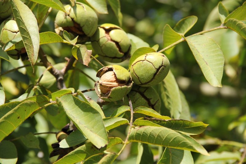 La Belle Noix, Noix de Grenoble bio et produits à base de noix bio